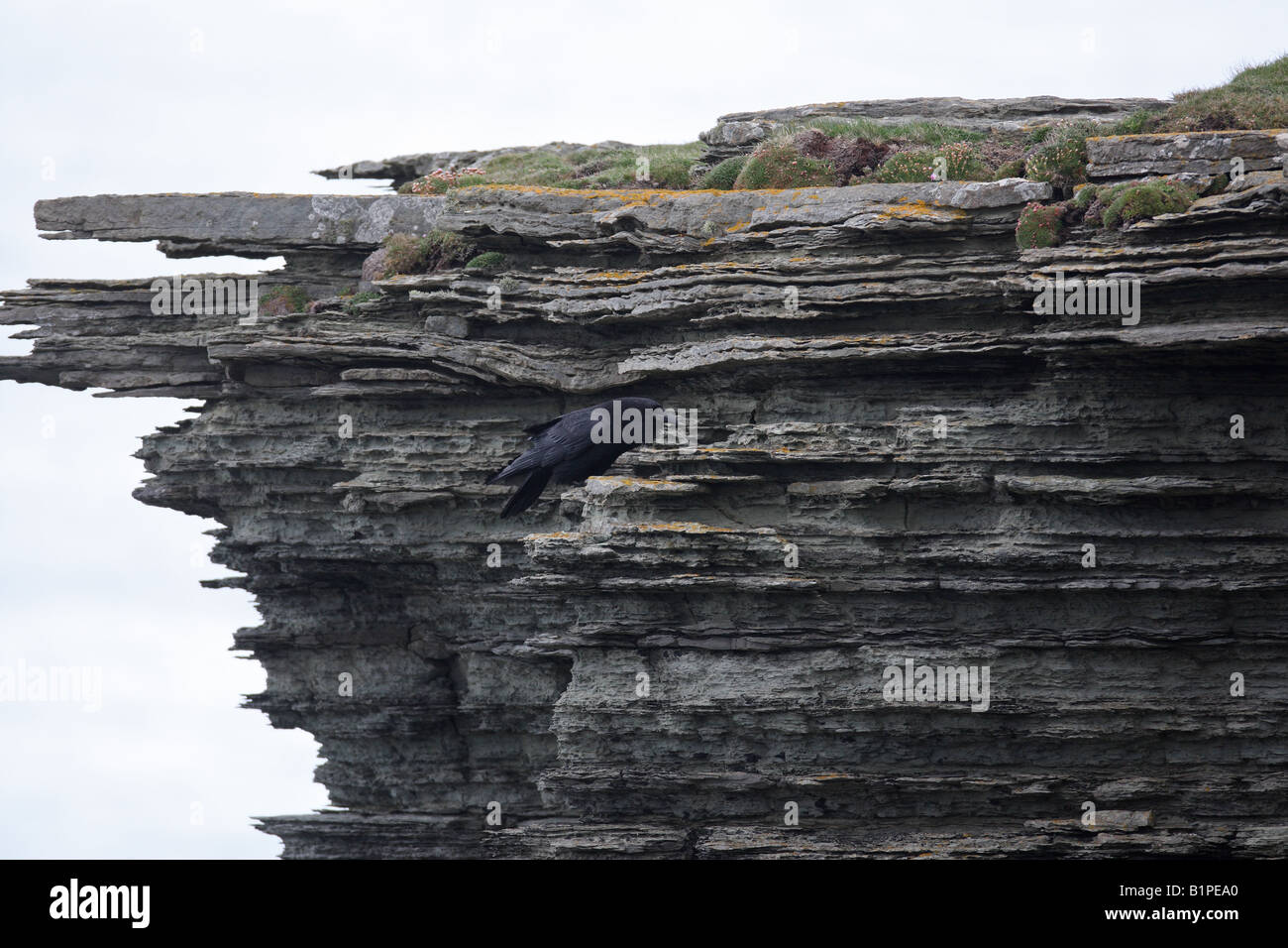 Raven nest cliff hi-res stock photography and images - Alamy