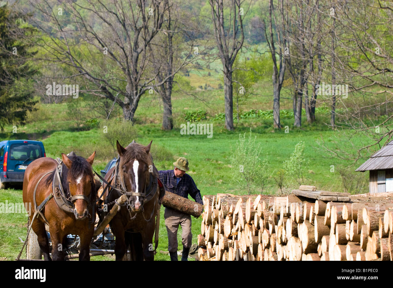 Logging in Bieszczady Mountains Poland Stock Photo - Alamy