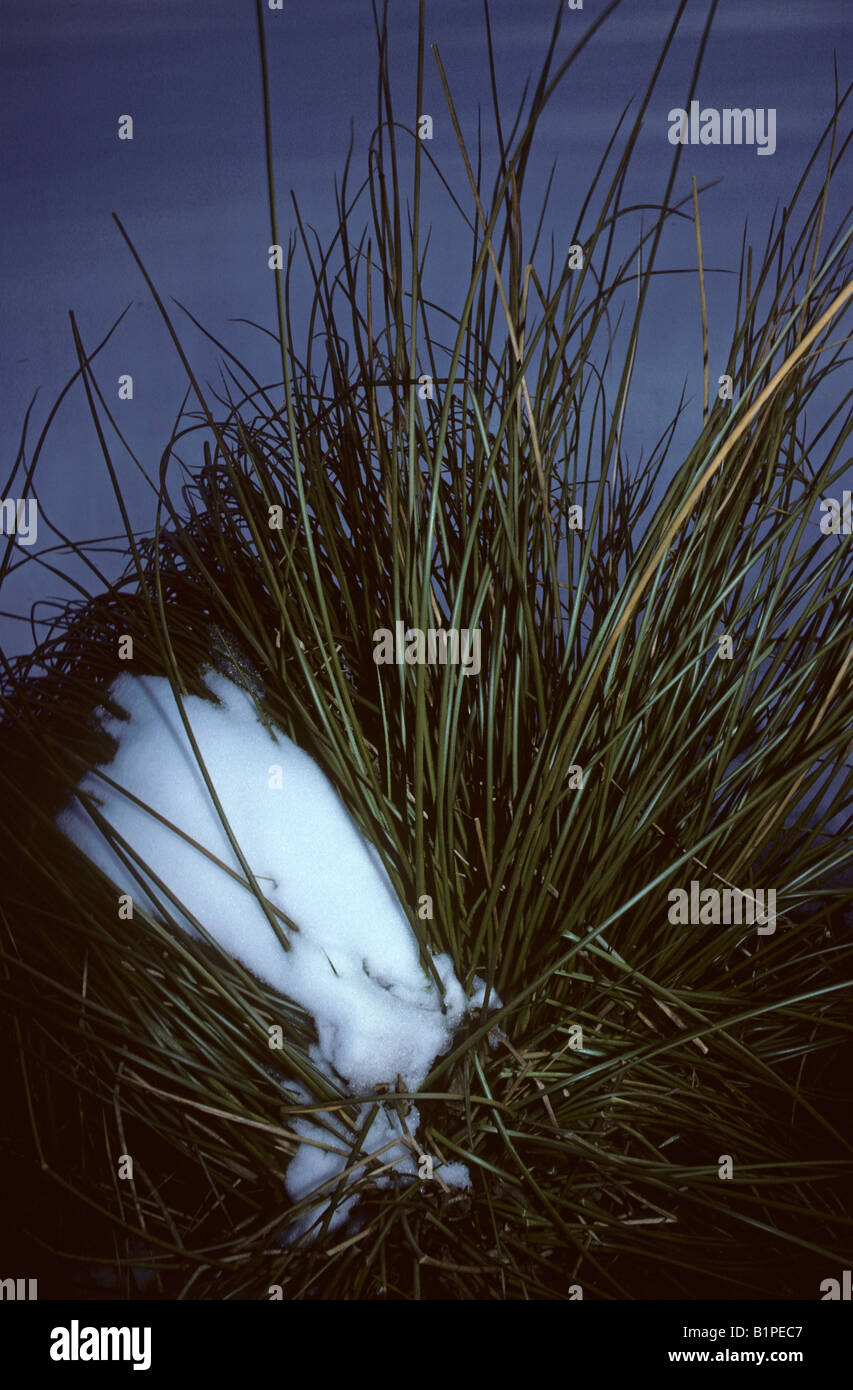 Reeds and snow hi-res stock photography and images - Alamy
