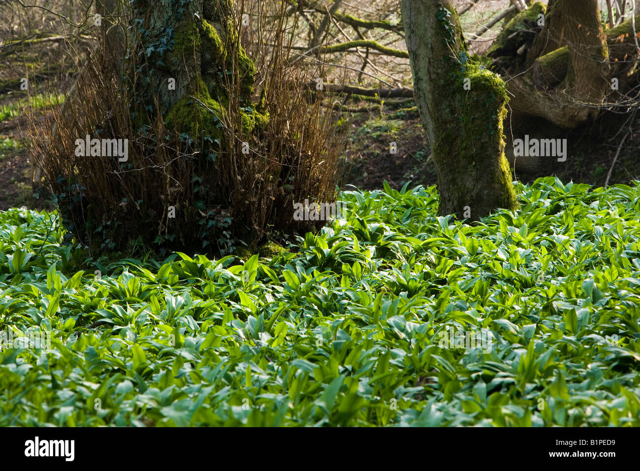 Ransom hi-res stock photography and images - Alamy