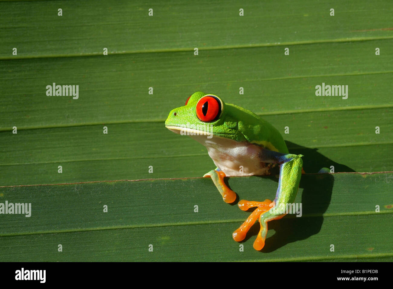 Agalychnis callidryas COSTA RICA Stock Photo - Alamy