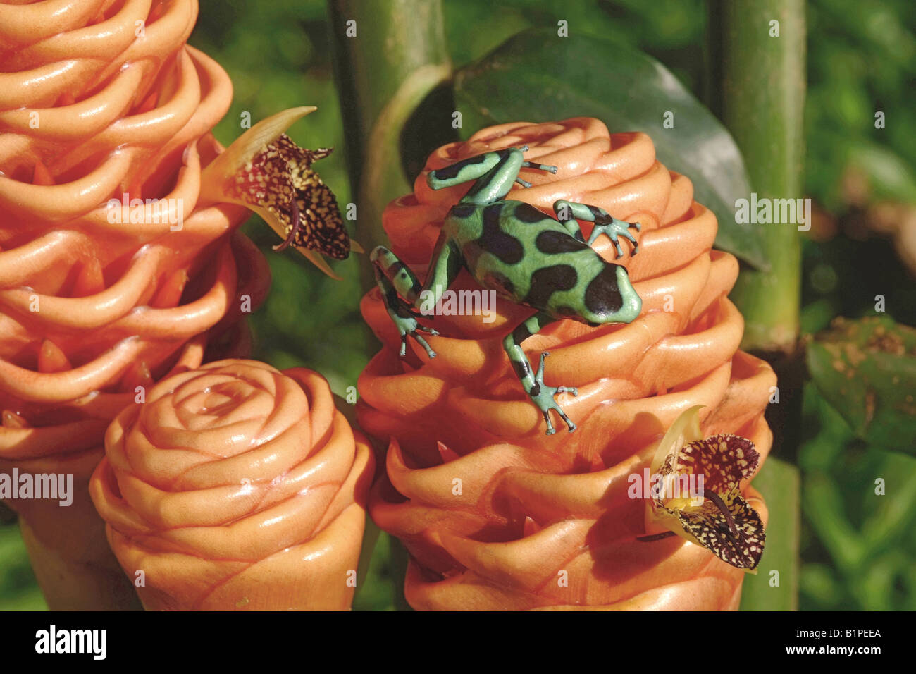 Dendrobates auratus TURQUOISE FROG on GINGER INFLORESCENCE and FLOWERS ...