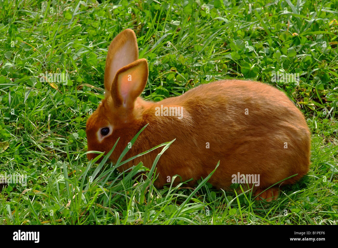 French breed FRANCE RABBIT French Buterfly Stock Photo - Alamy