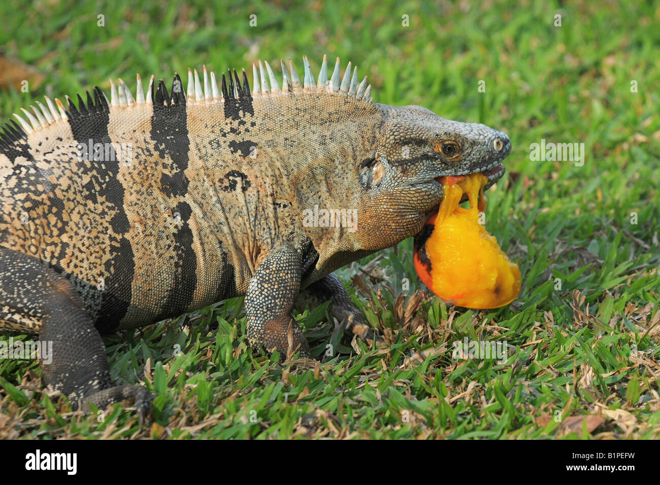 SPINY TAILED IGUANA or BLACK CTENOSAURUS or BLACK IGUANA eating GUAVA ...