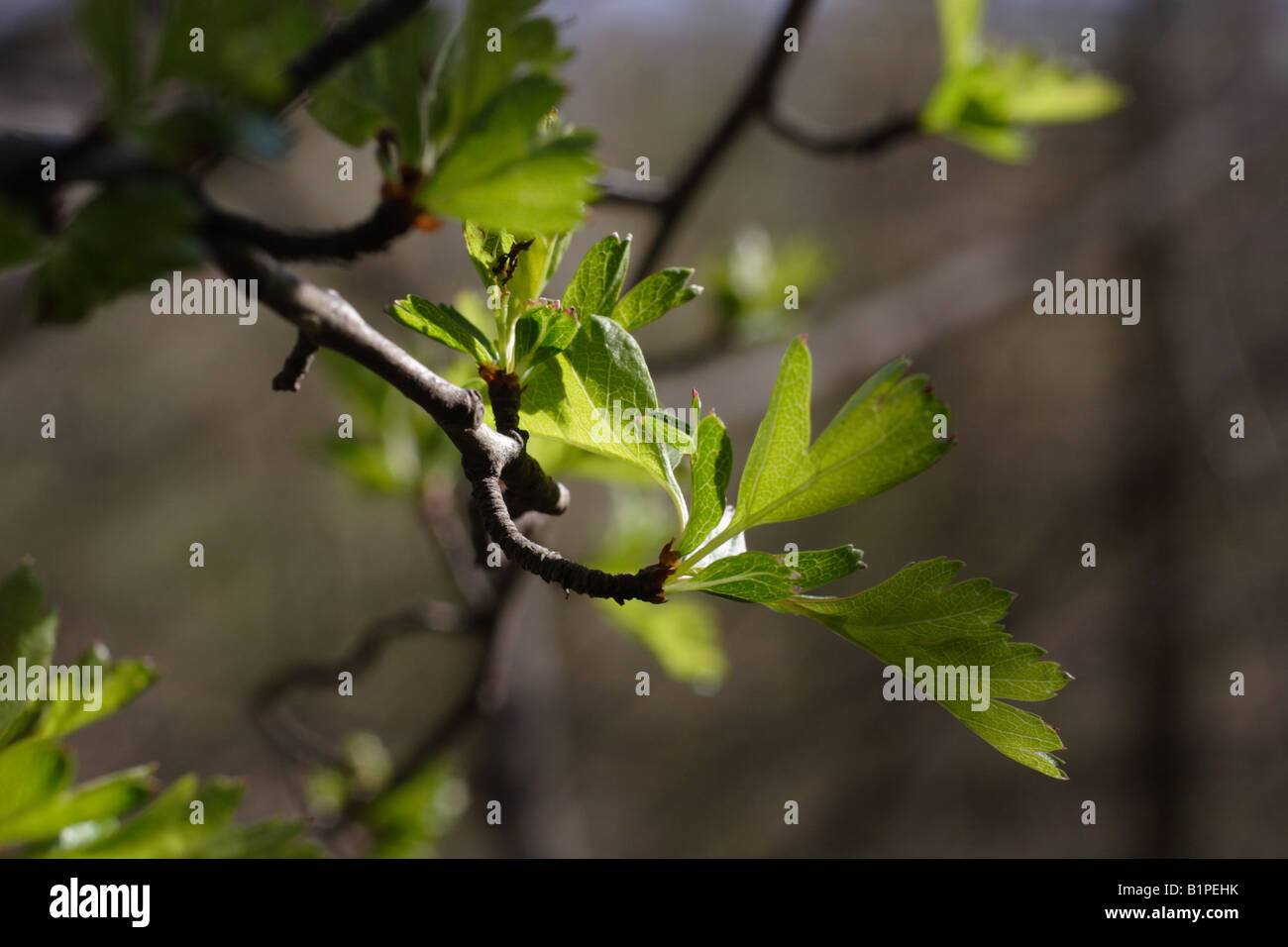 New hawthorn leaves hi-res stock photography and images - Alamy