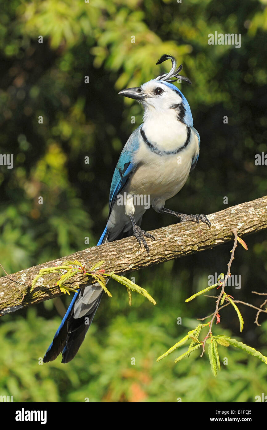 WHITE THROATED MAGPIE JAY Callocita formosa Corvidae N W COSTA RICA ...