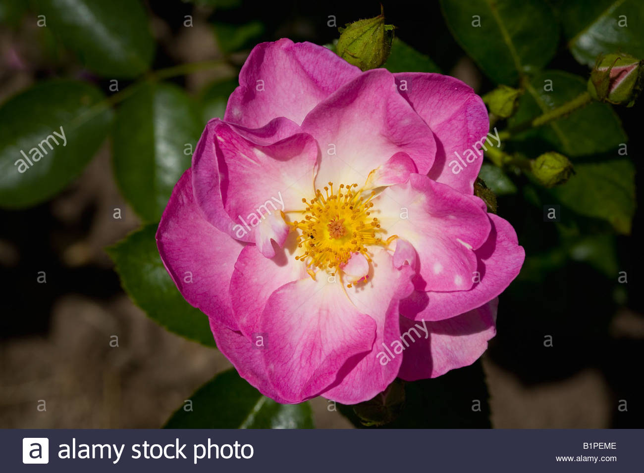 Floribunda Rose High Resolution Stock Photography and Images - Alamy