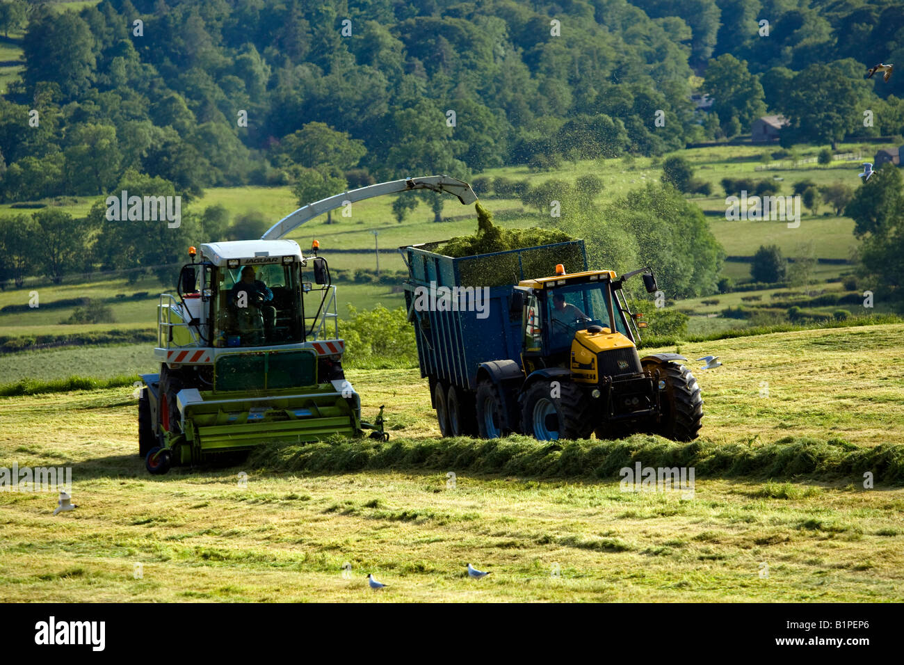 Gathering Hay near Redmire Wensleydale Yorkshire Dales National Park ...