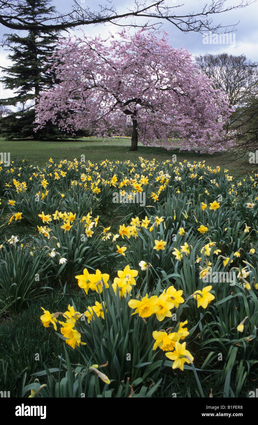 Daffodils in blossom hi-res stock photography and images - Alamy