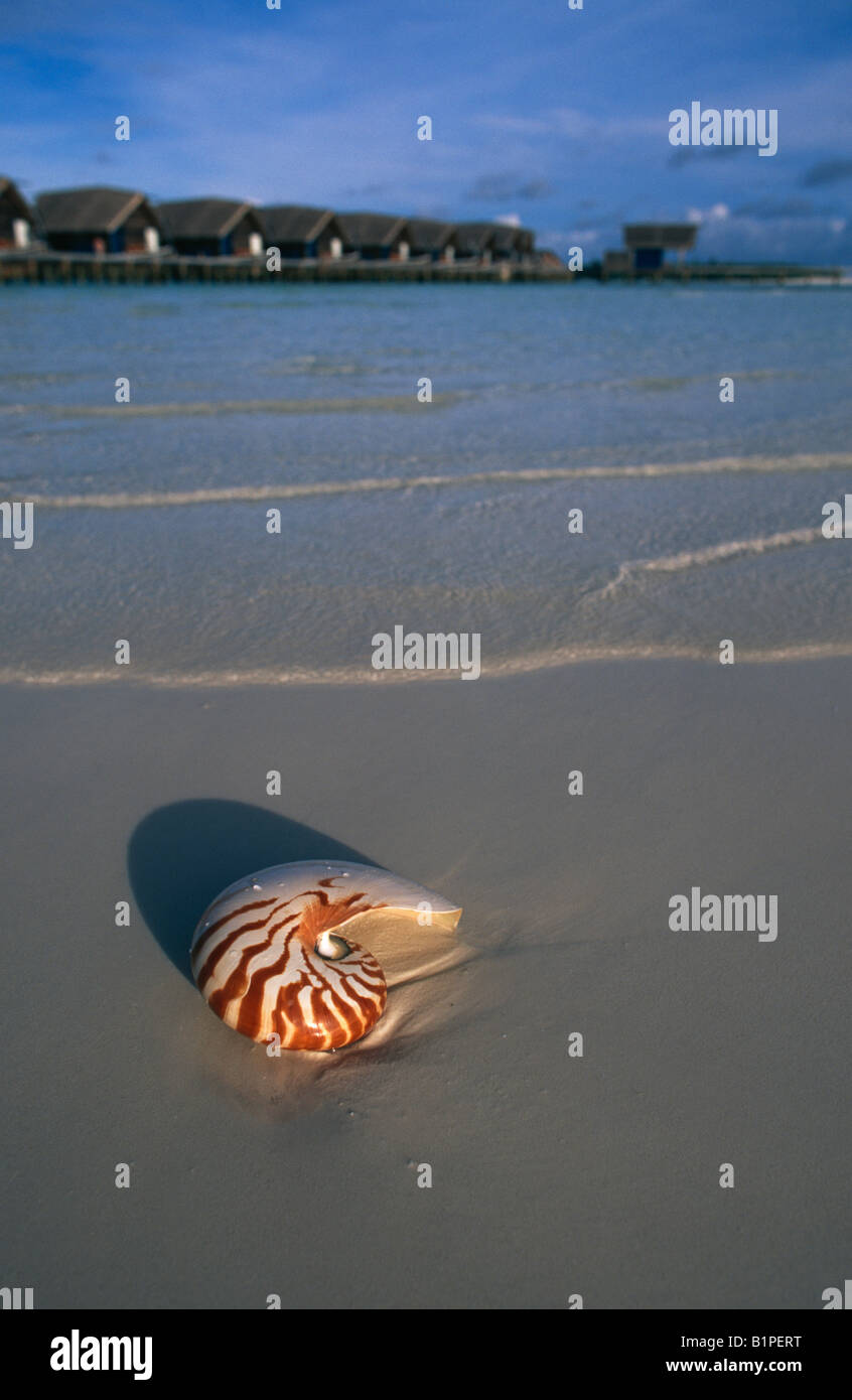 Nautilus shell on the beach near the water bungalows on Cocoa island ...