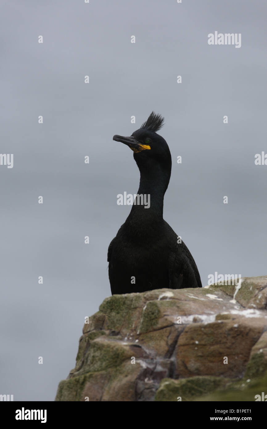 SHAG Phalacrocorax aristotelis STANDING ON ROCK SIDE VIEW Stock Photo ...
