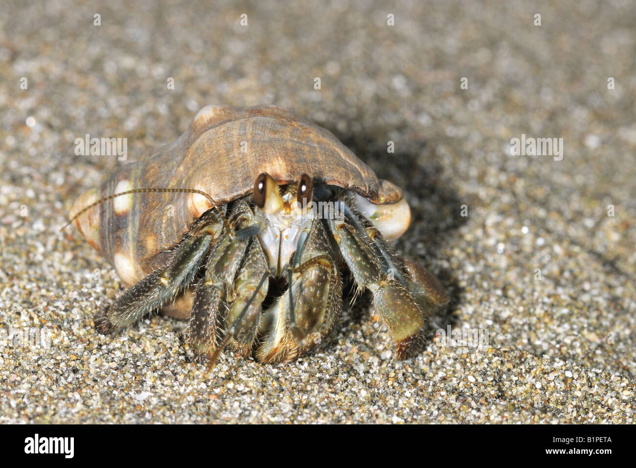Coenobita sp terrestrial hermit crab going out of hi-res stock ...