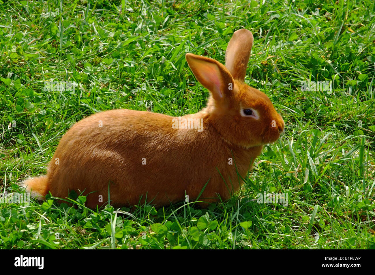 French breed FRANCE RABBIT French breed. FRANCE Stock Photo - Alamy