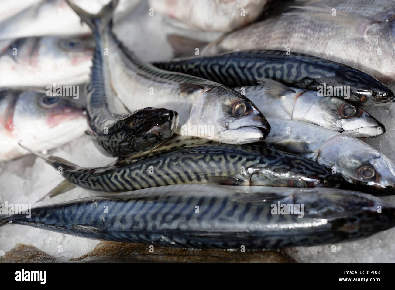 fish mackerel fresh farmers market Stock Photo - Alamy