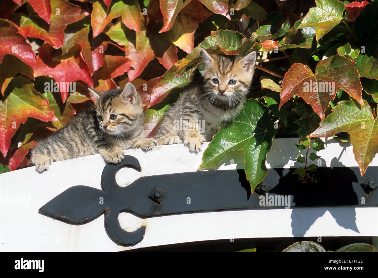 Kittens on white gate w Virginia creeper in autumn FRANCE CAT Domestic ...