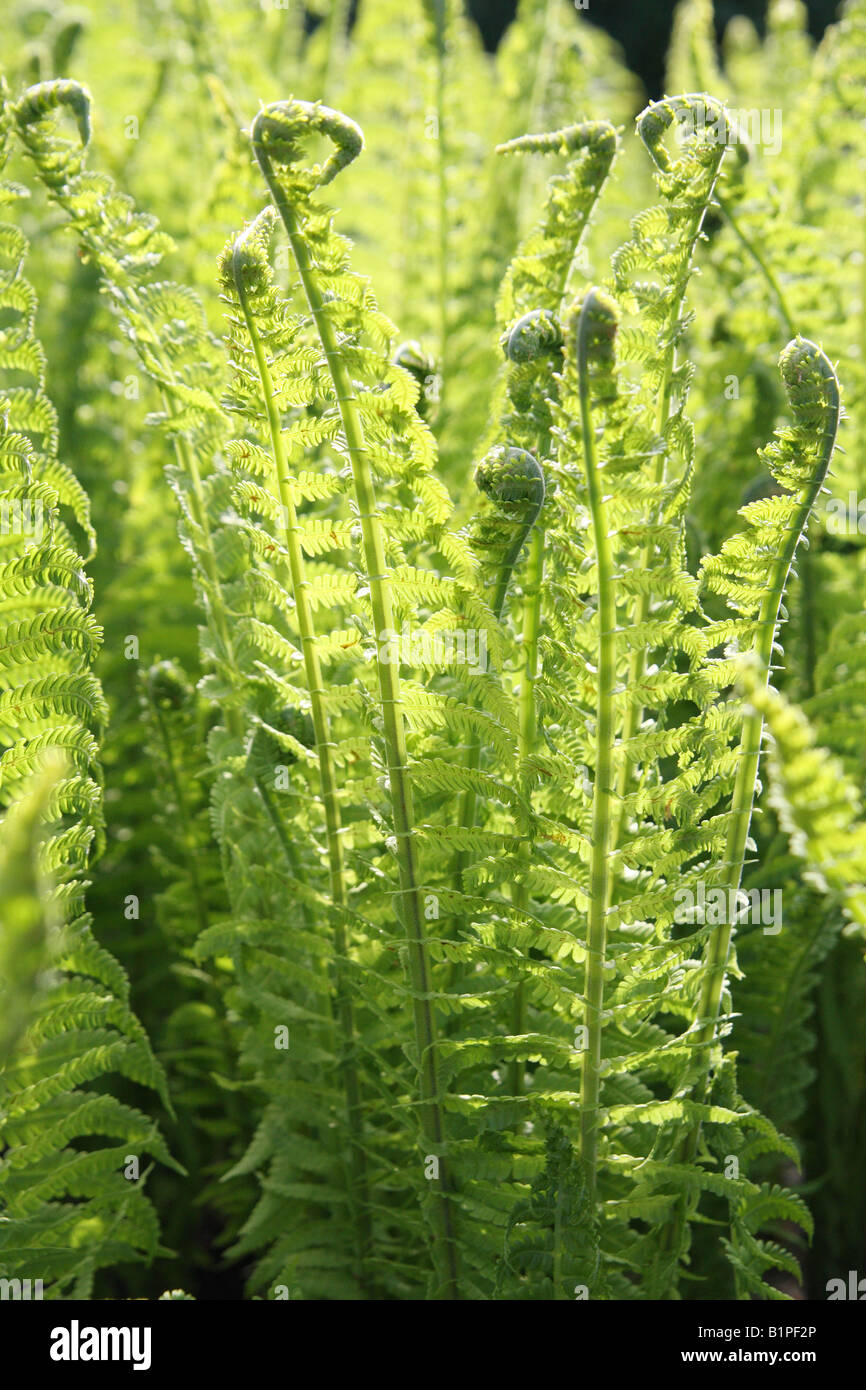 Common male fern Dryopteris filix-mas leaves budding Stock Photo - Alamy