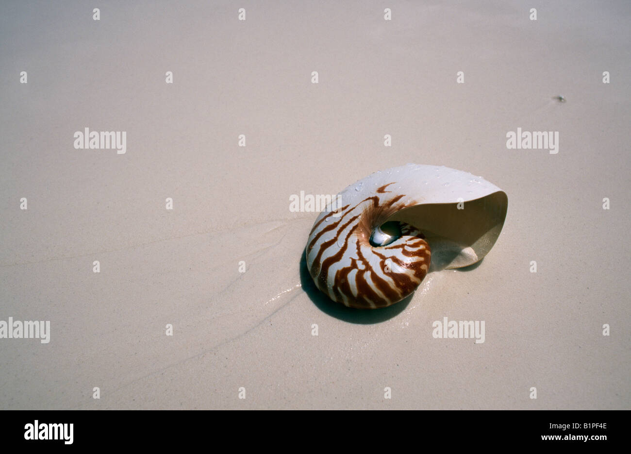 Nautilus shell on a beach in the Maldives Stock Photo - Alamy