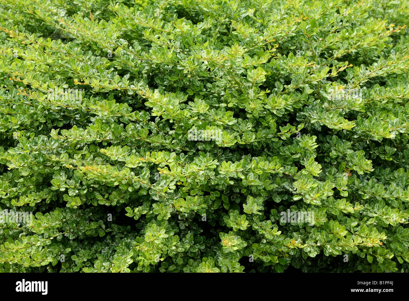 Green spring sprouts Stock Photo - Alamy