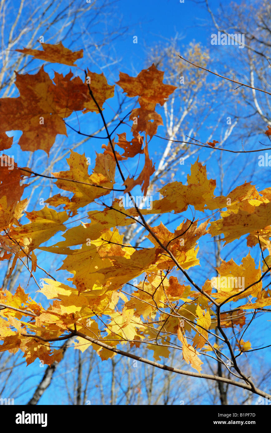 fall leaves with a deep blue sky background Stock Photo - Alamy