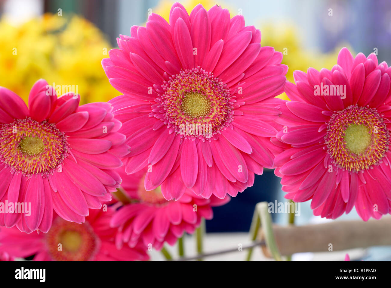 Flowers Plants Macro Spring Summer Stock Photo - Alamy