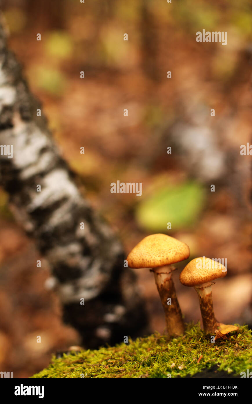 Toadstool on a tree hi-res stock photography and images - Alamy