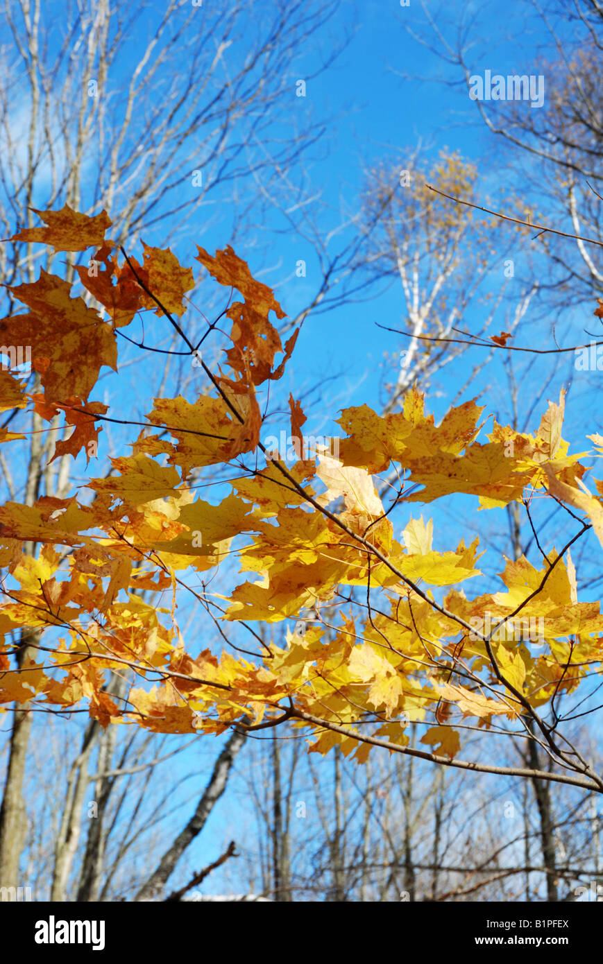 fall leaves with a deep blue sky background Stock Photo - Alamy