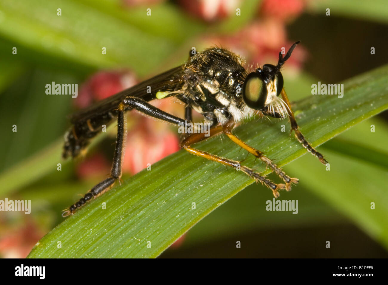 Common Red-legged Robberfly (Dioctria rufipes Stock Photo - Alamy