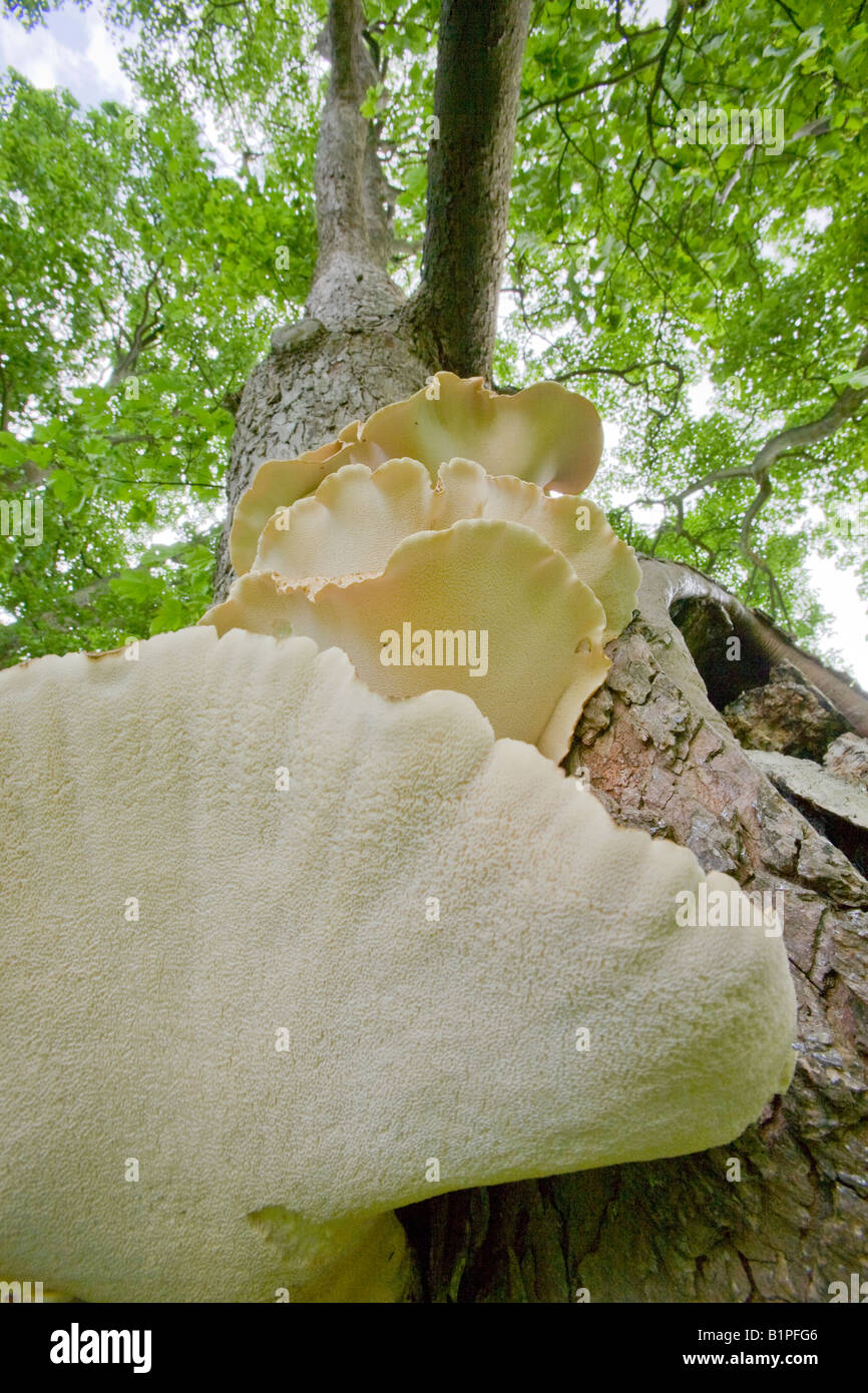 fungus growing on a sweet chestnut tree Stock Photo - Alamy