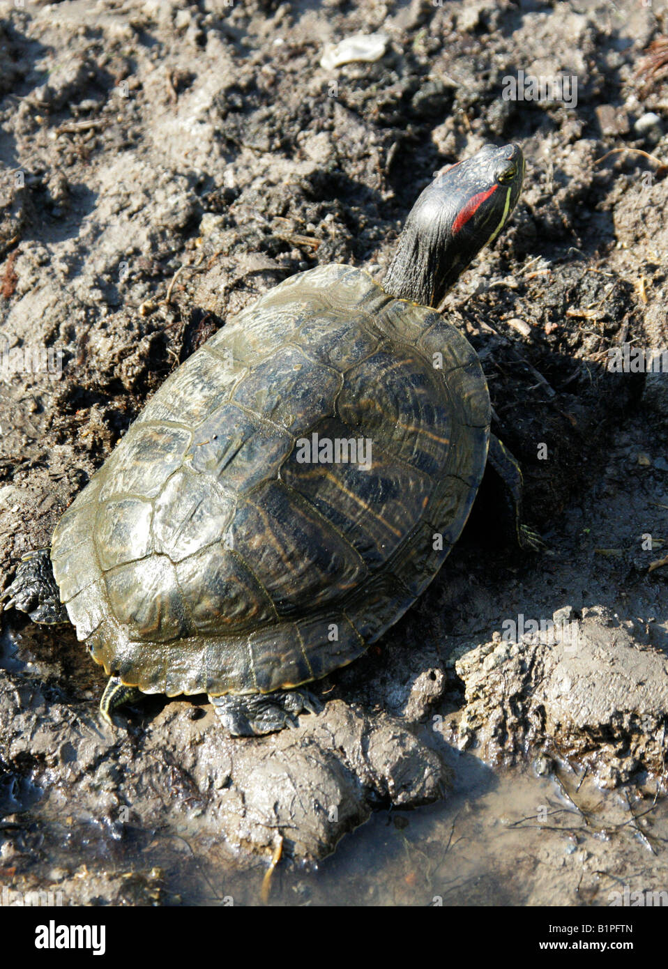 Red Eared Terrapin Slider, Trachemys scripta elegans, Mexico Stock ...