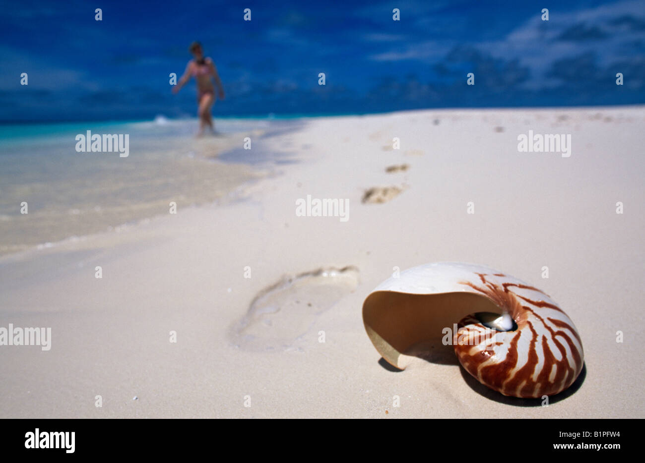 Nautilus shell on a beach in the Maldives Stock Photo - Alamy