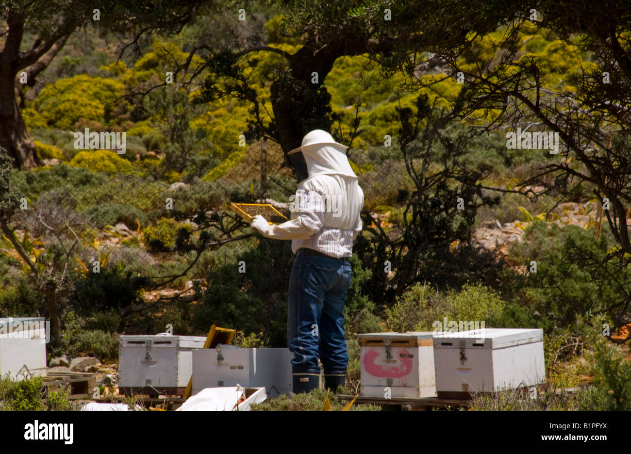 Beekeeping tourism hi-res stock photography and images - Alamy
