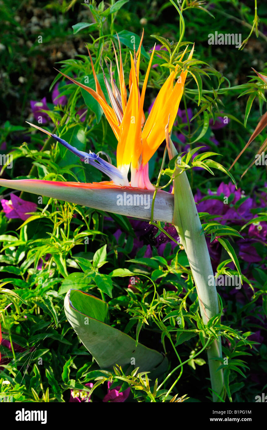 Bird of Paradise flower (Strelitziaceae) at Garrod Farms, Saratoga CA ...