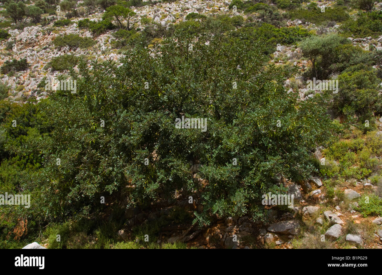 Carob tree Ceratonia siliqua growing in countryside near Malia on the ...