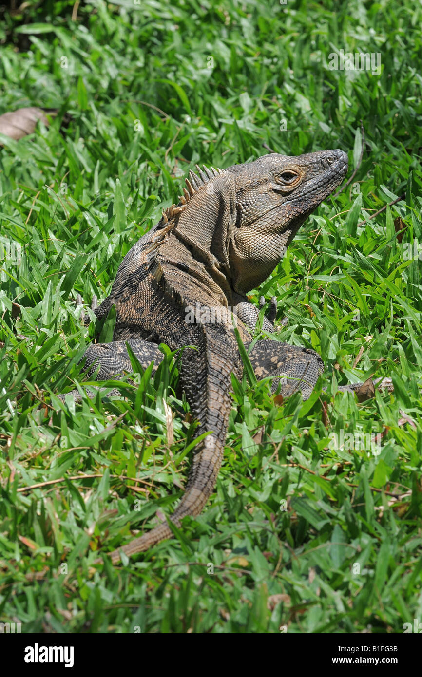 SPINY TAILED IGUANA or BLACK CTENOSAURUS or BLACK IGUANA Ctenosaurus ...