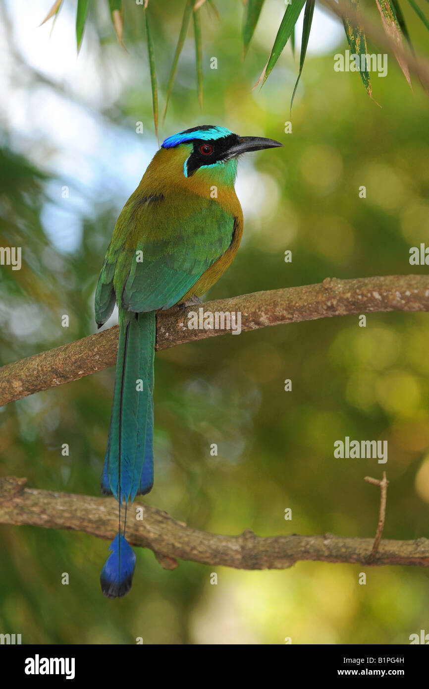 Momotus momota BLUE CROWNED MOTMOT Central valley COSTA RICA Stock ...