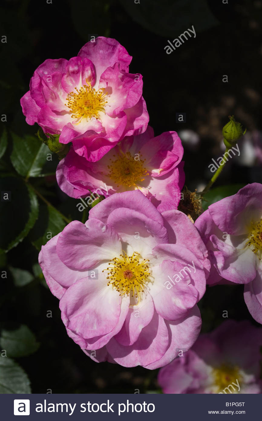 Floribunda Rose High Resolution Stock Photography and Images - Alamy