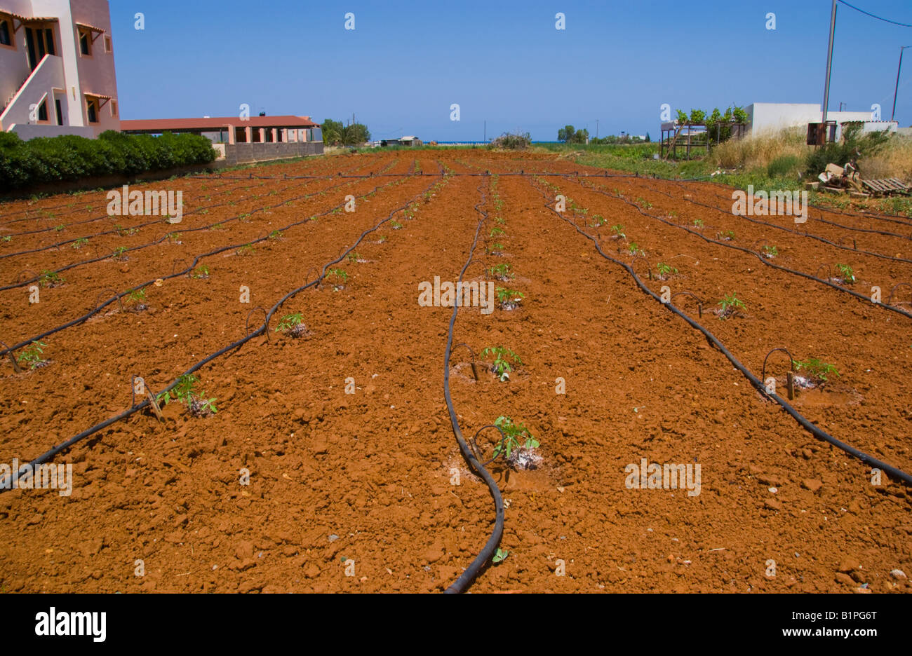 Crops growing with automatic watering system in countryside near Malia ...