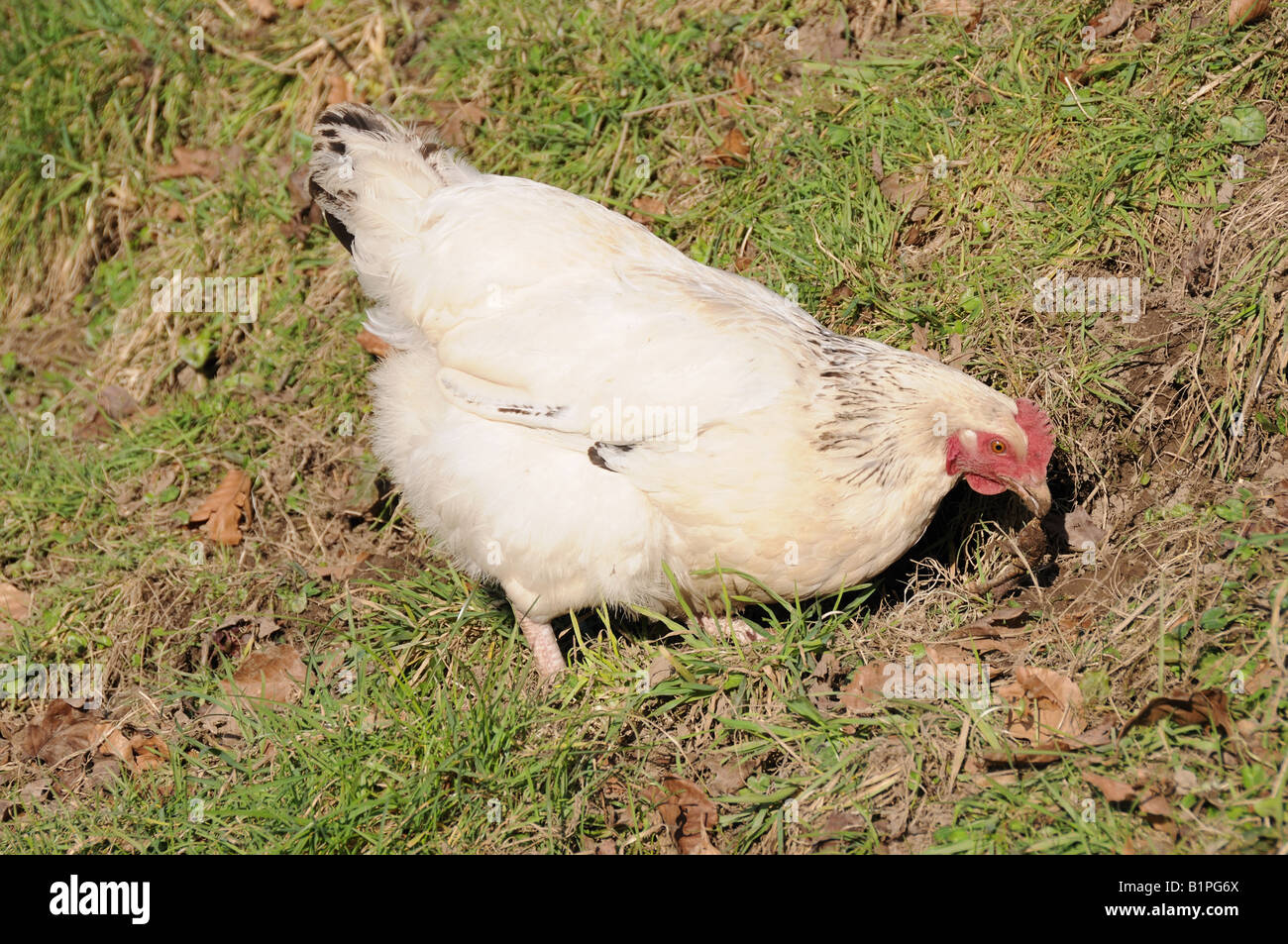 Free range hen foraging for food Stock Photo - Alamy