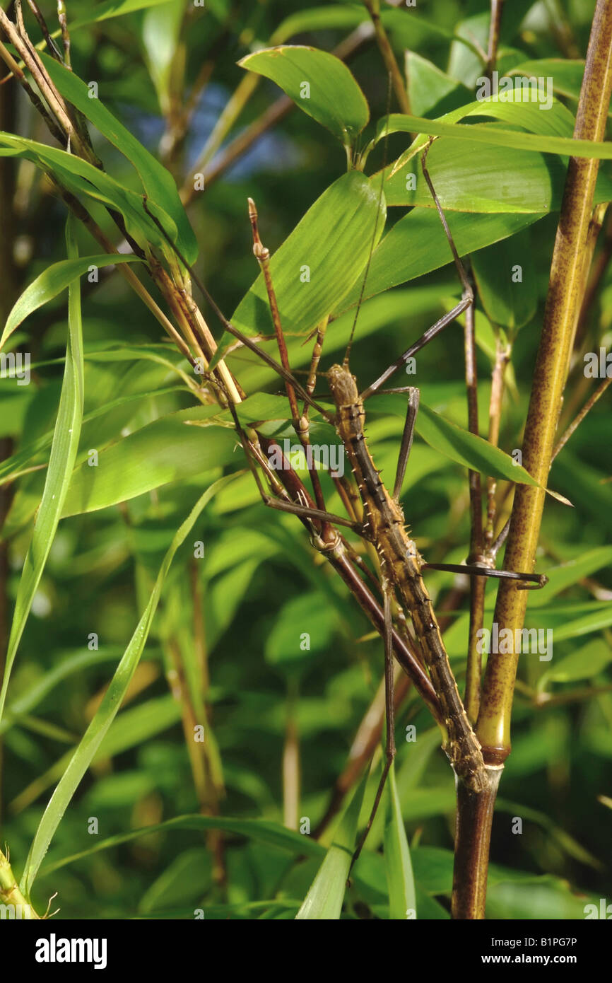 Bamboo Phasmida