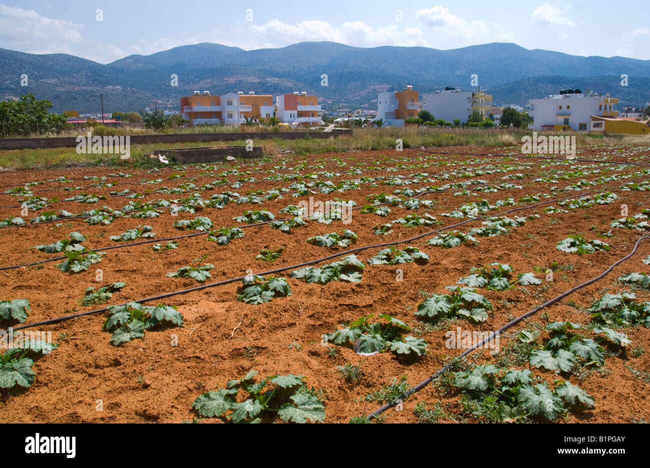 Crops growing with automatic watering system in countryside near Malia ...