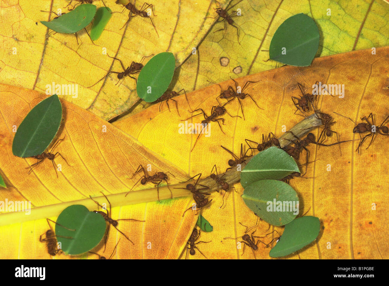 Atta cephalotes LEAF CUTTER ANTS carrying leaves to the nest COSTA RICA ...