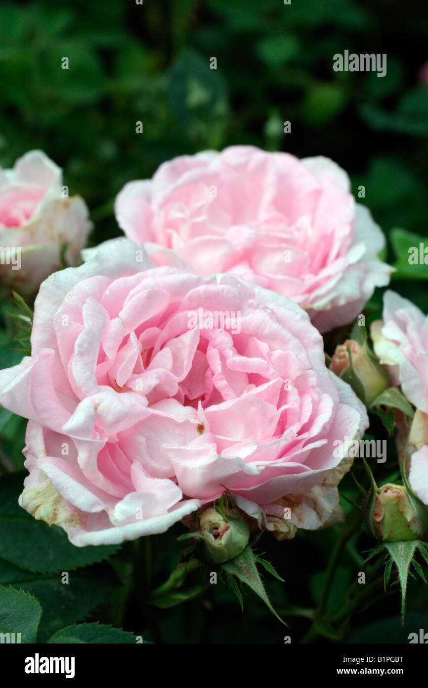 Rosa alba hi-res stock photography and images - Alamy