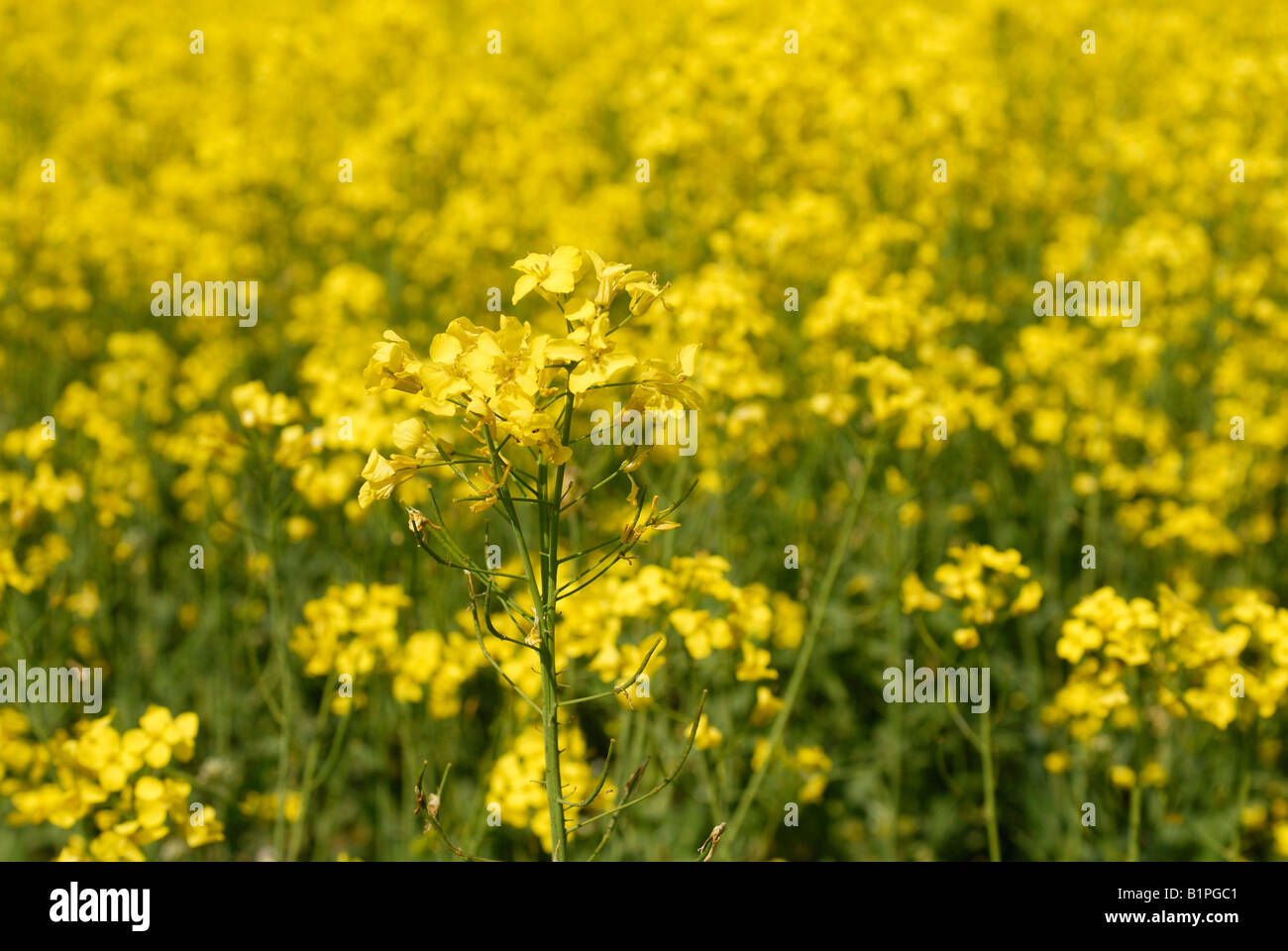 Field of yellow rape seed Stock Photo - Alamy