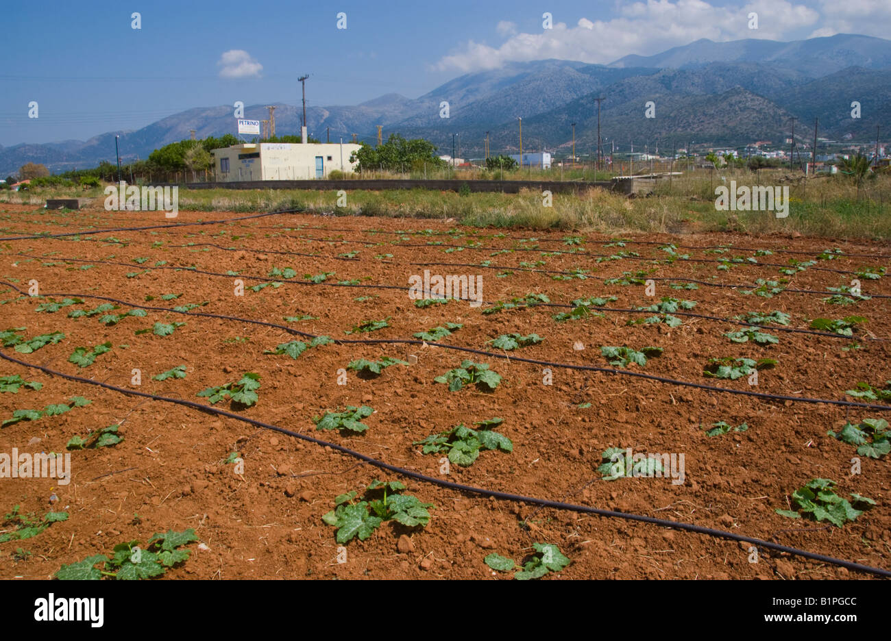 Greek farm greece crops growing hi-res stock photography and images - Alamy