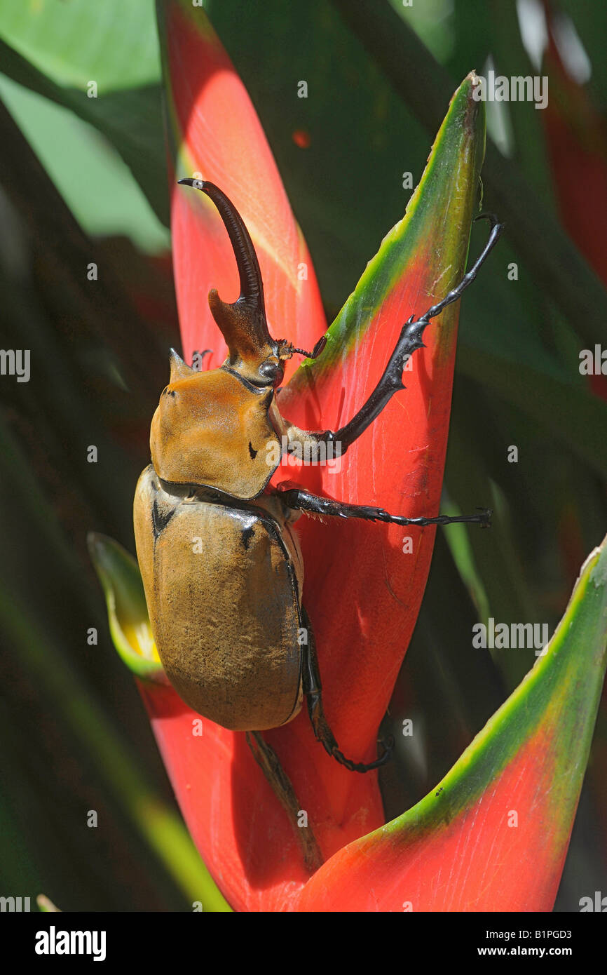 Megasoma elephas RHINOCEROS ELEPHANT BEETLE or ELEPHANT BEETLE climbing ...