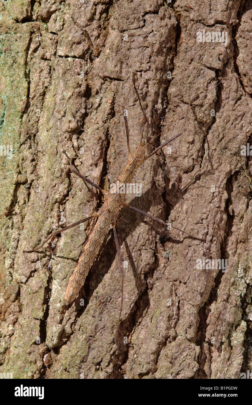 FEMALE on tree bark SPINY STICK INSECT Camouflage and unconscious ...