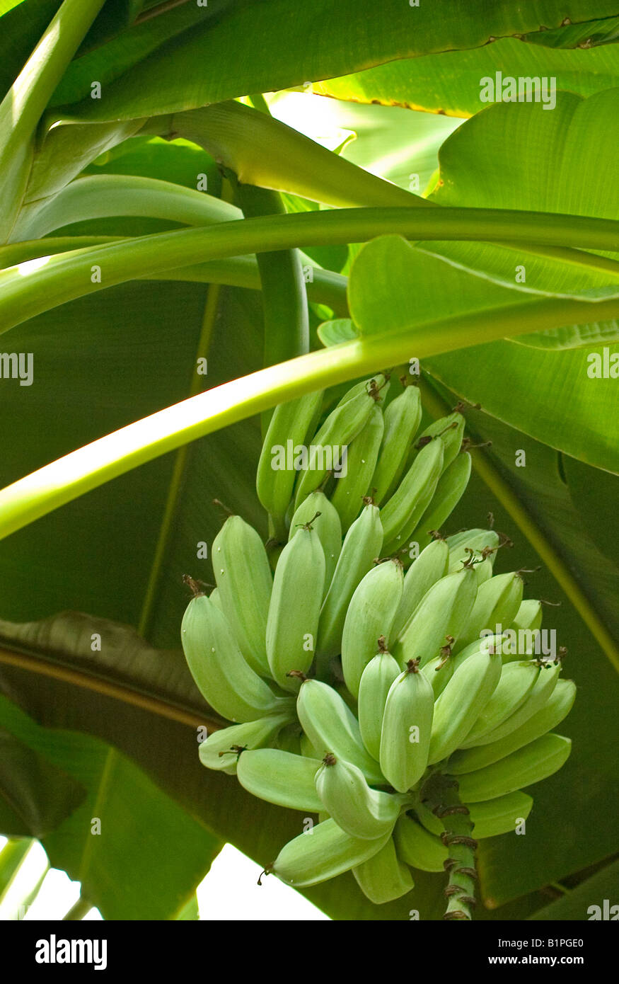 Bannanas hi-res stock photography and images - Alamy