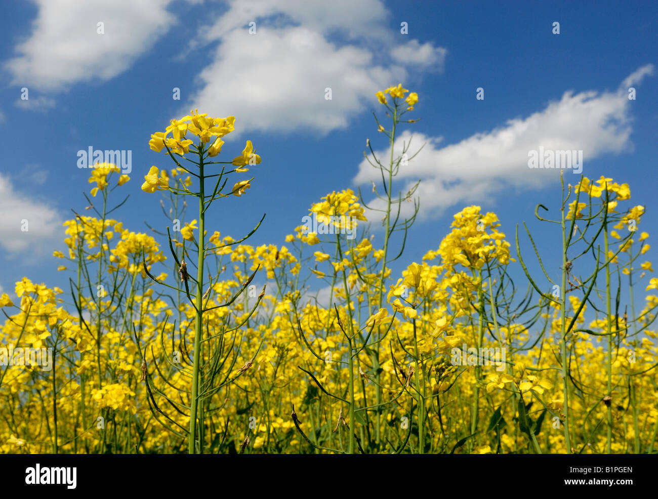 Field of yellow rape seed Stock Photo - Alamy