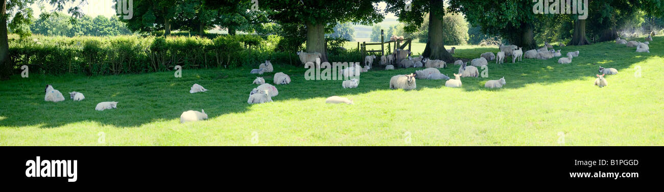 sheep lying down in the shade under trees on a hot day Stock Photo - Alamy