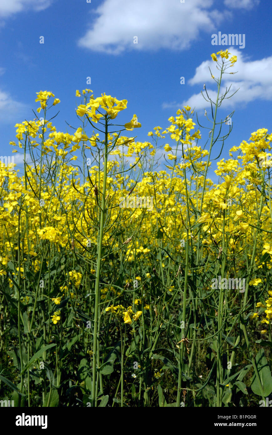 Field of yellow rape seed Stock Photo - Alamy